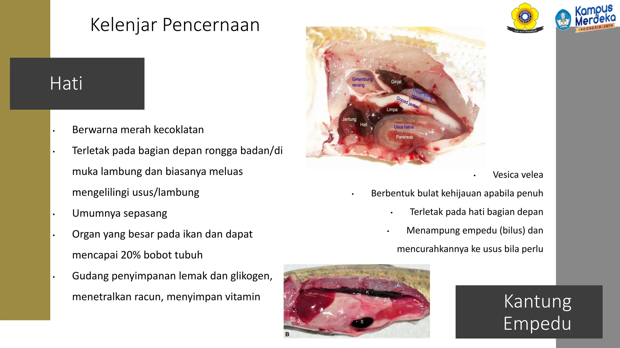 Materi kuliah_Sistem Pencernaan pada Ikan.pdf