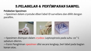MATERI LEPTO SENTINEL.ppt
