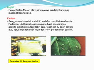 Hama dan Penyakit yang menyerang tanaman cabai | PPT