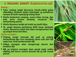 MATERI PENGENALAN DAN PENGENDALIAN OPT PADI-PALAWIJA-BADUNG-2024.ppt