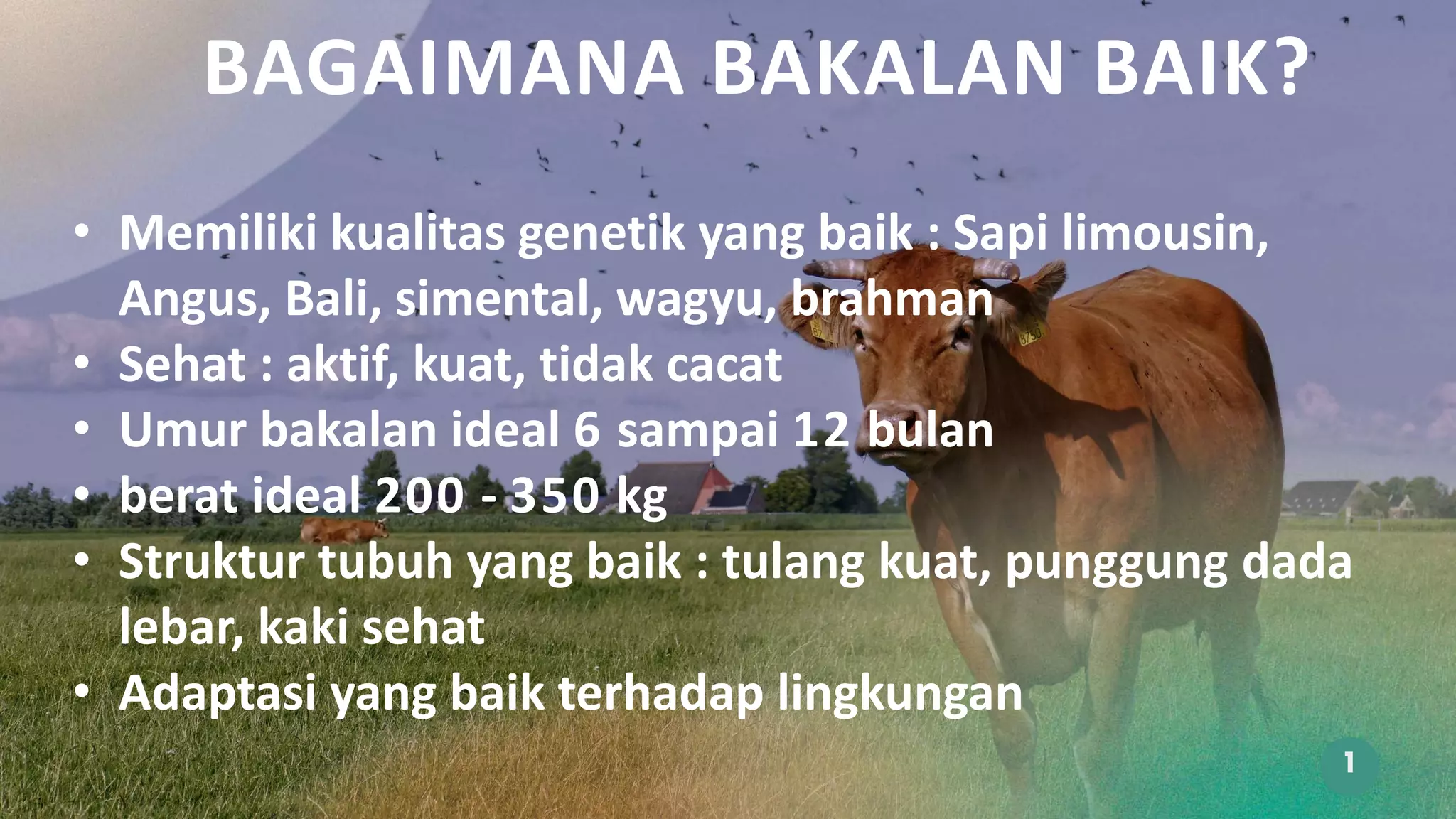 materi_penggemukan_sapi[1].pptx