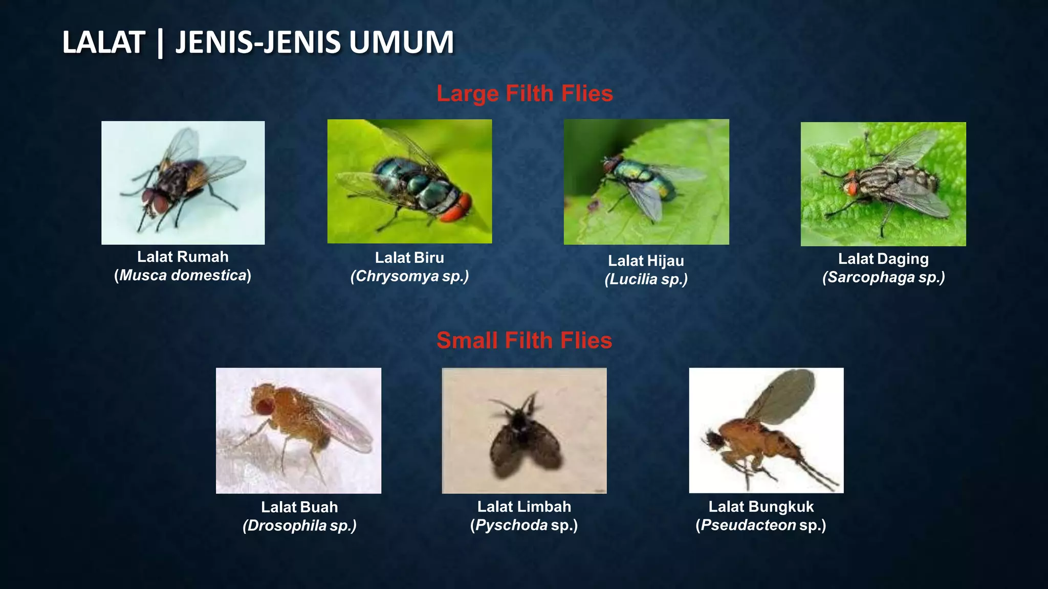 Materi Pest Control.pptx