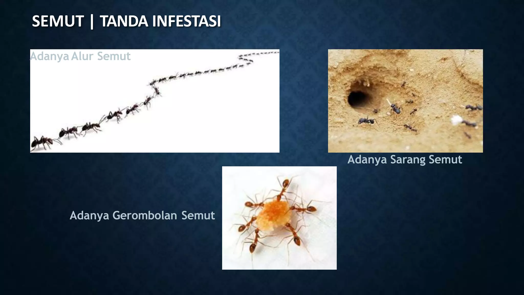 Materi Pest Control.pptx