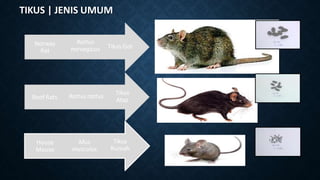 Materi Pest Control.pptx