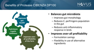 Maximixing Protein Value: Impact of Enzyme on Poultry Cultivation | PDF
