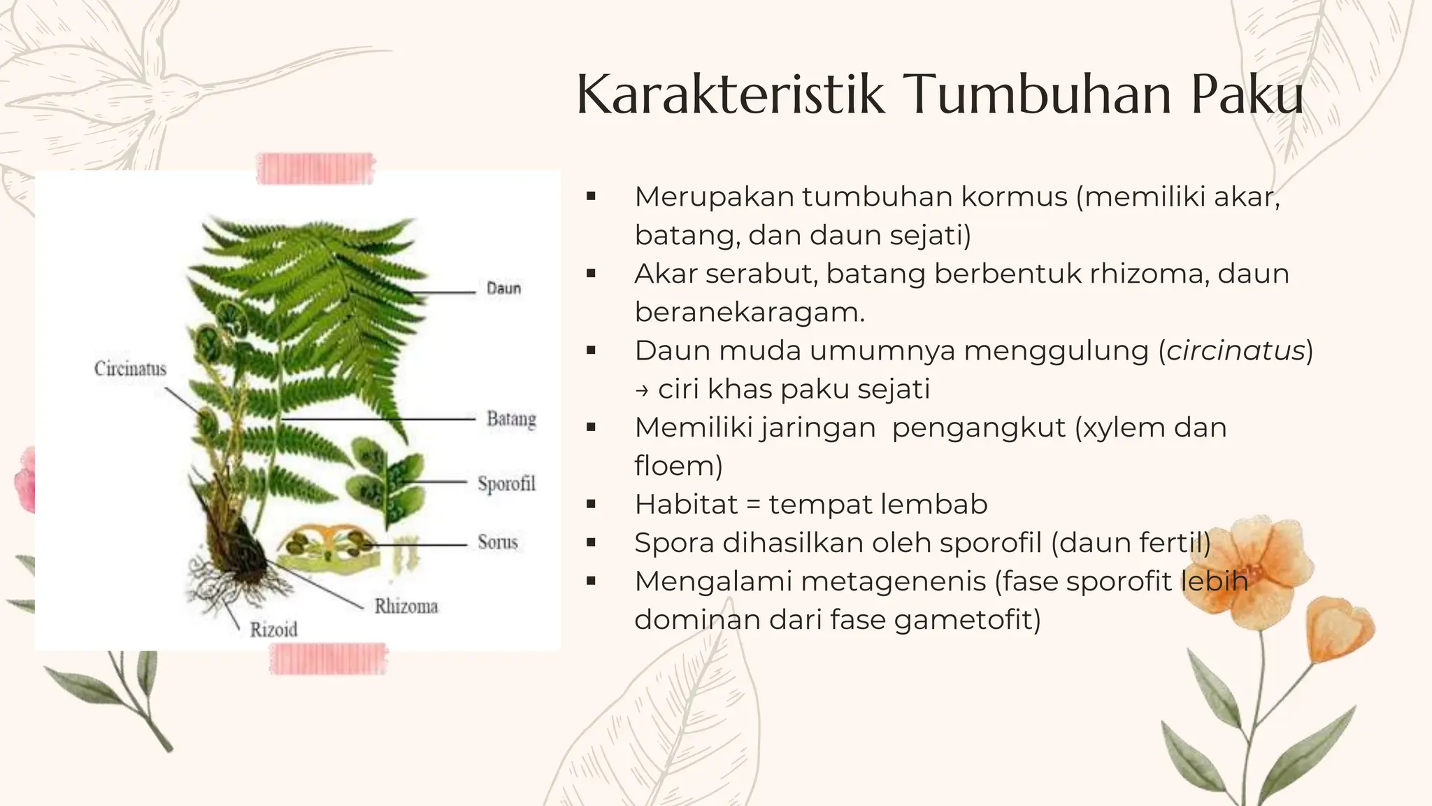 Materi Plantae kelas 10 rika elvana.pptx