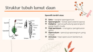 Materi Plantae kelas 10 rika elvana.pptx