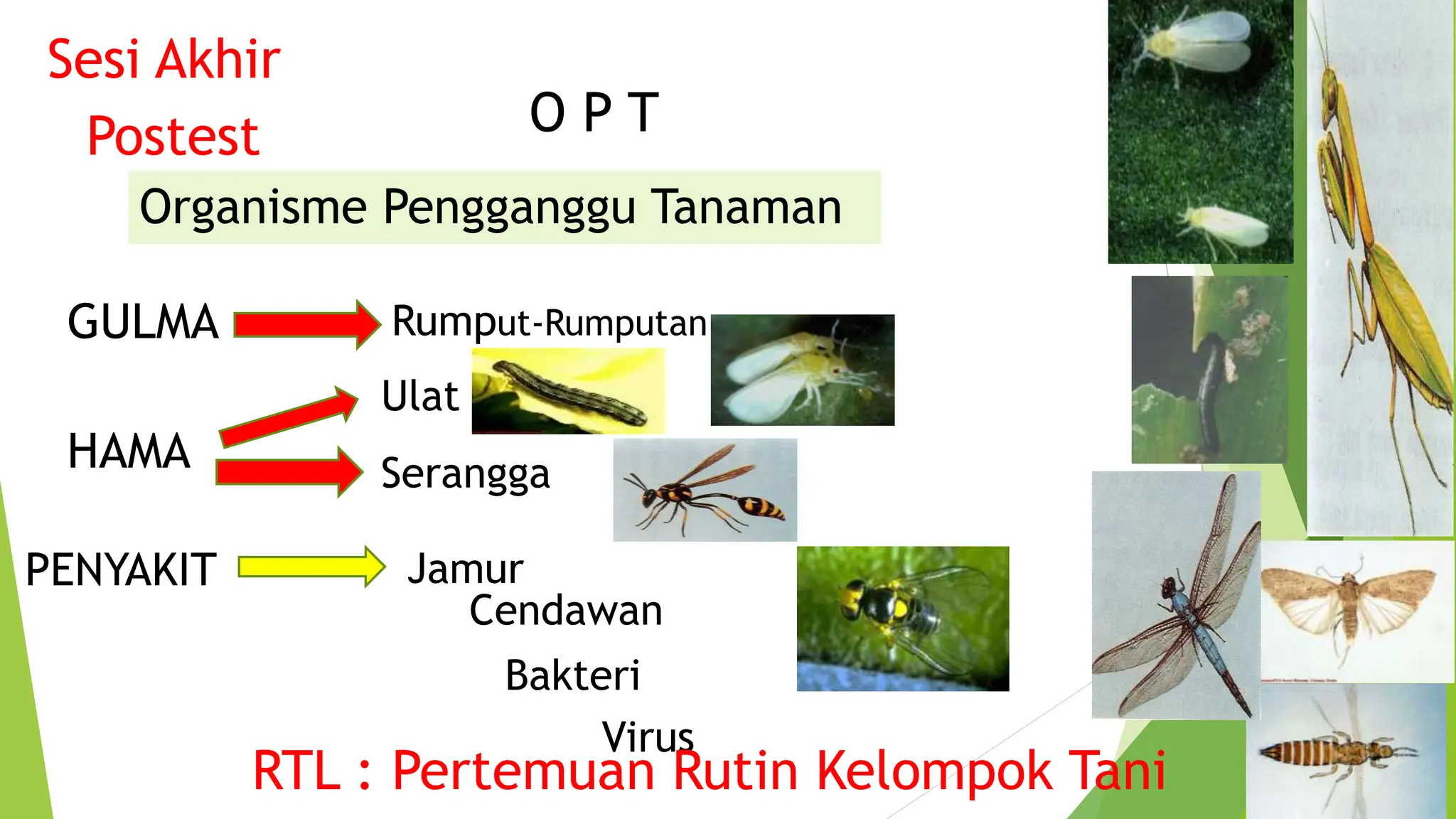Pengendalian opt pada tanaman padi melalui pendekatan PHT | PPTX