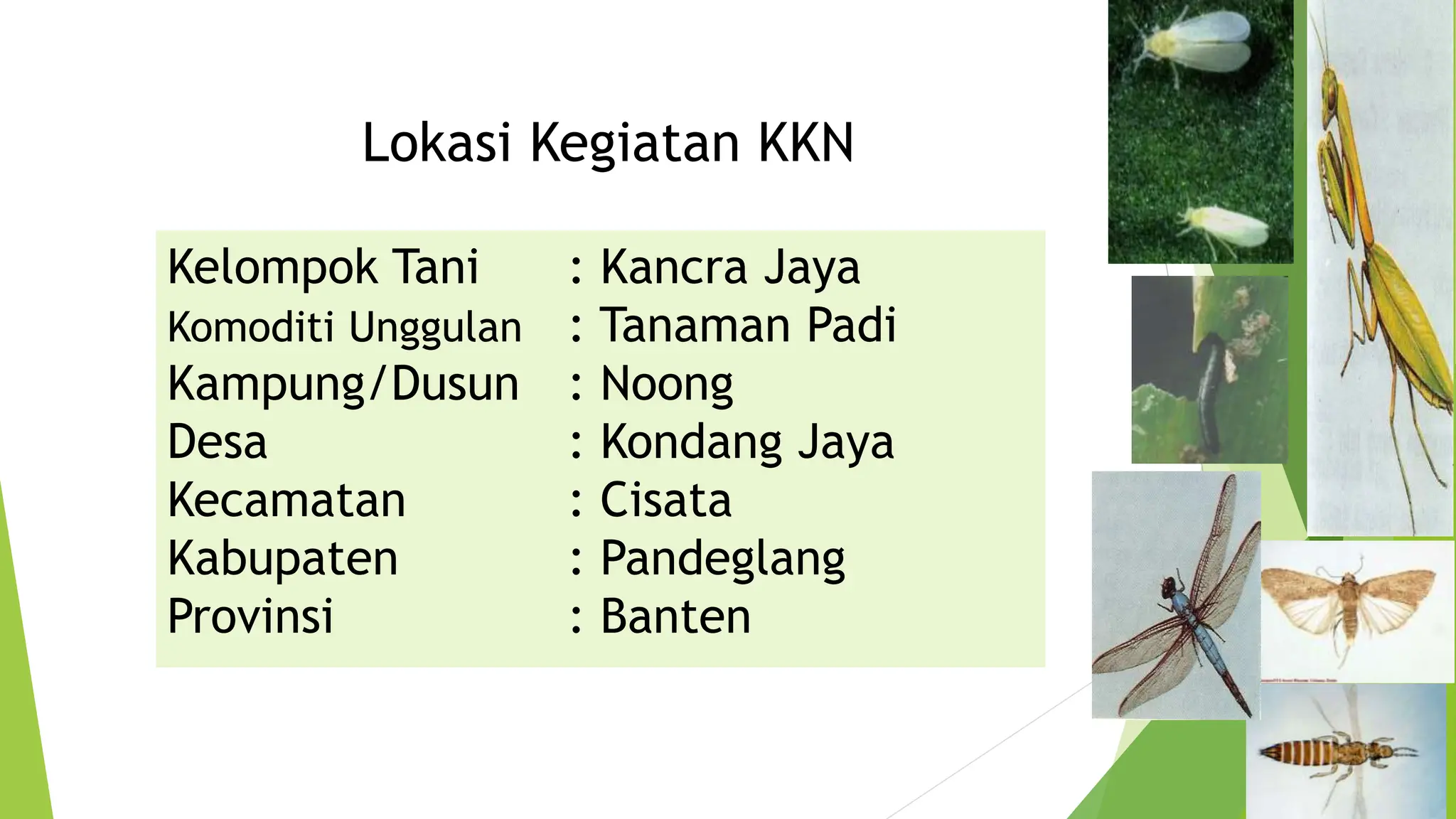 Pengendalian opt pada tanaman padi melalui pendekatan PHT | PPTX