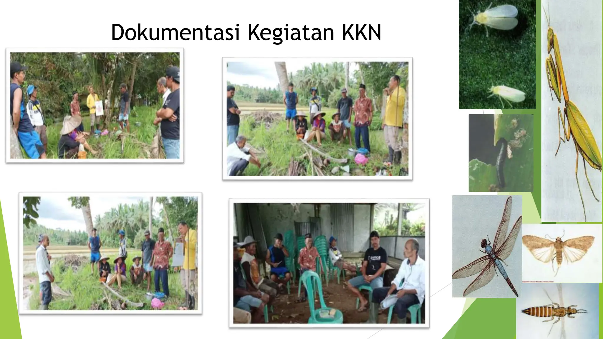 Pengendalian opt pada tanaman padi melalui pendekatan PHT | PPTX