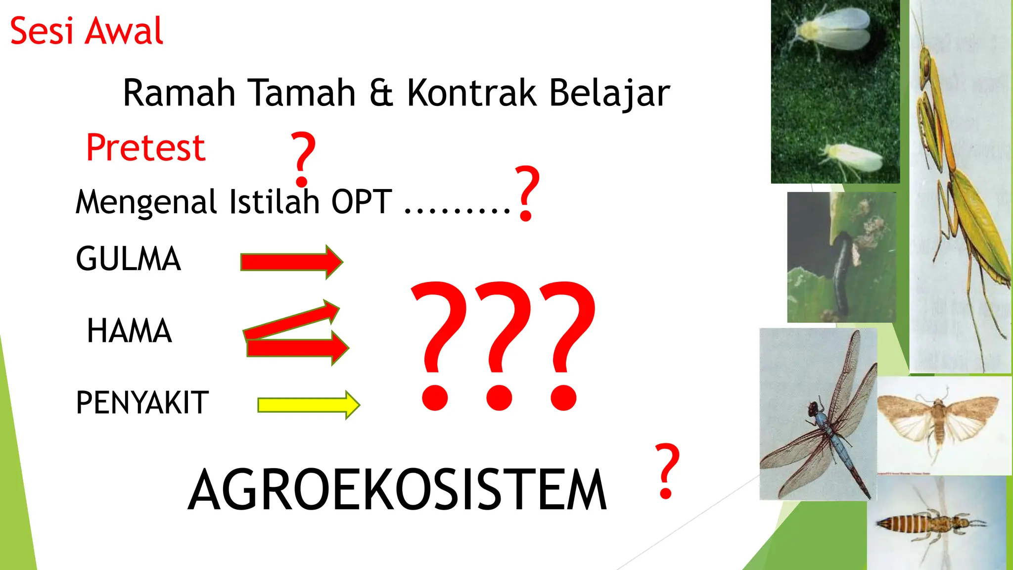 Pengendalian opt pada tanaman padi melalui pendekatan PHT | PPTX