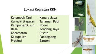 Pengendalian opt pada tanaman padi melalui pendekatan PHT | PPTX