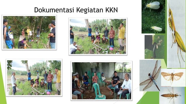 Pengendalian opt pada tanaman padi melalui pendekatan PHT | PPTX