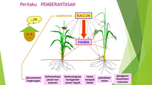 Pengendalian opt pada tanaman padi melalui pendekatan PHT | PPTX