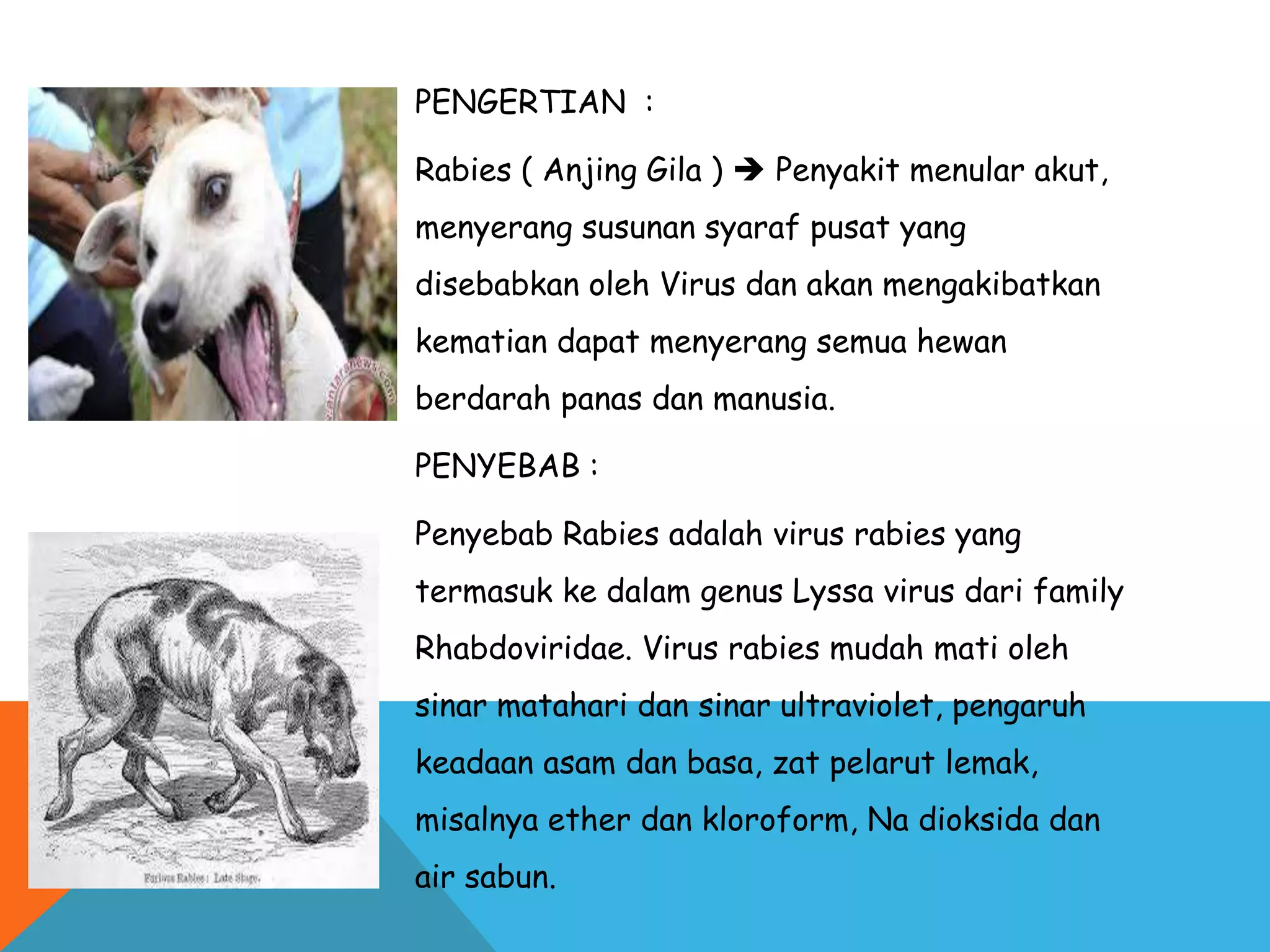 MATERI RABIES.pptx