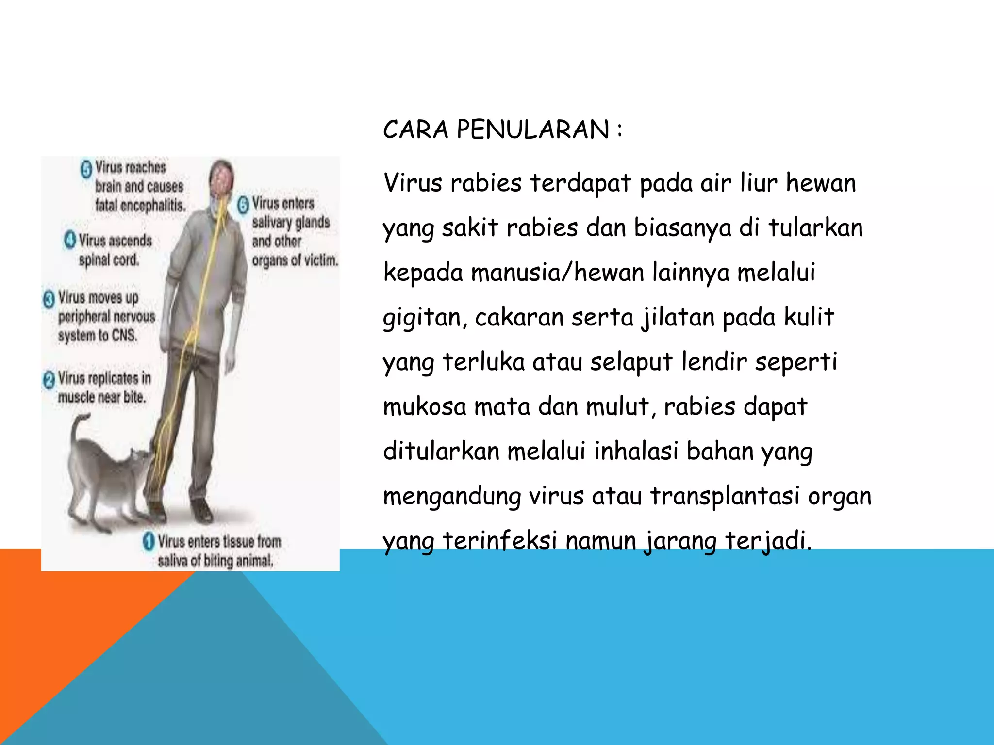MATERI RABIES.pptx