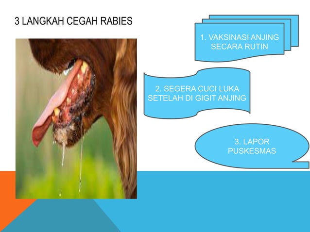 MATERI RABIES.pptx