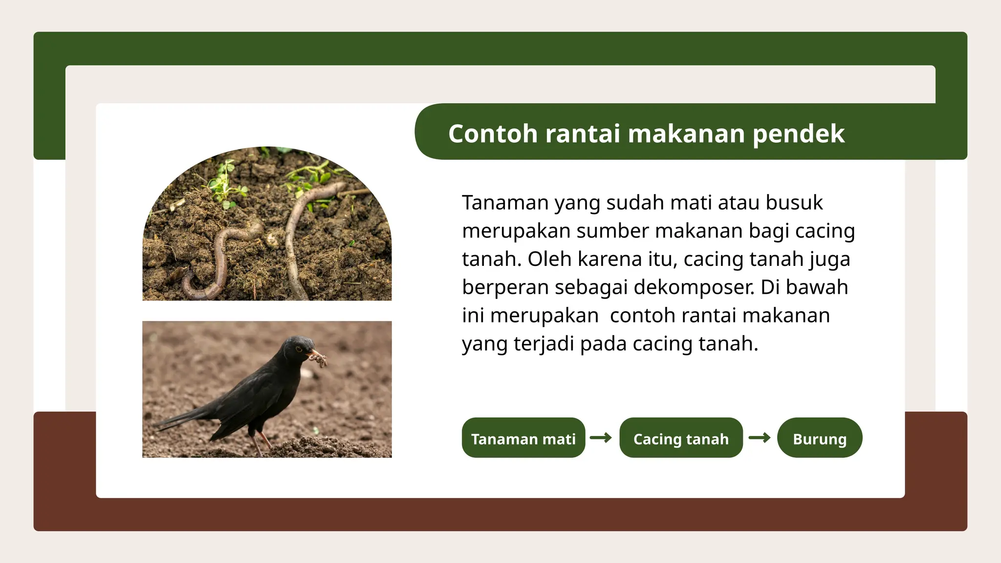 MATERI RANTAI MAKANAN KELAS 5 SEKOLAH DASAR.pptx