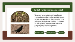 MATERI RANTAI MAKANAN KELAS 5 SEKOLAH DASAR.pptx