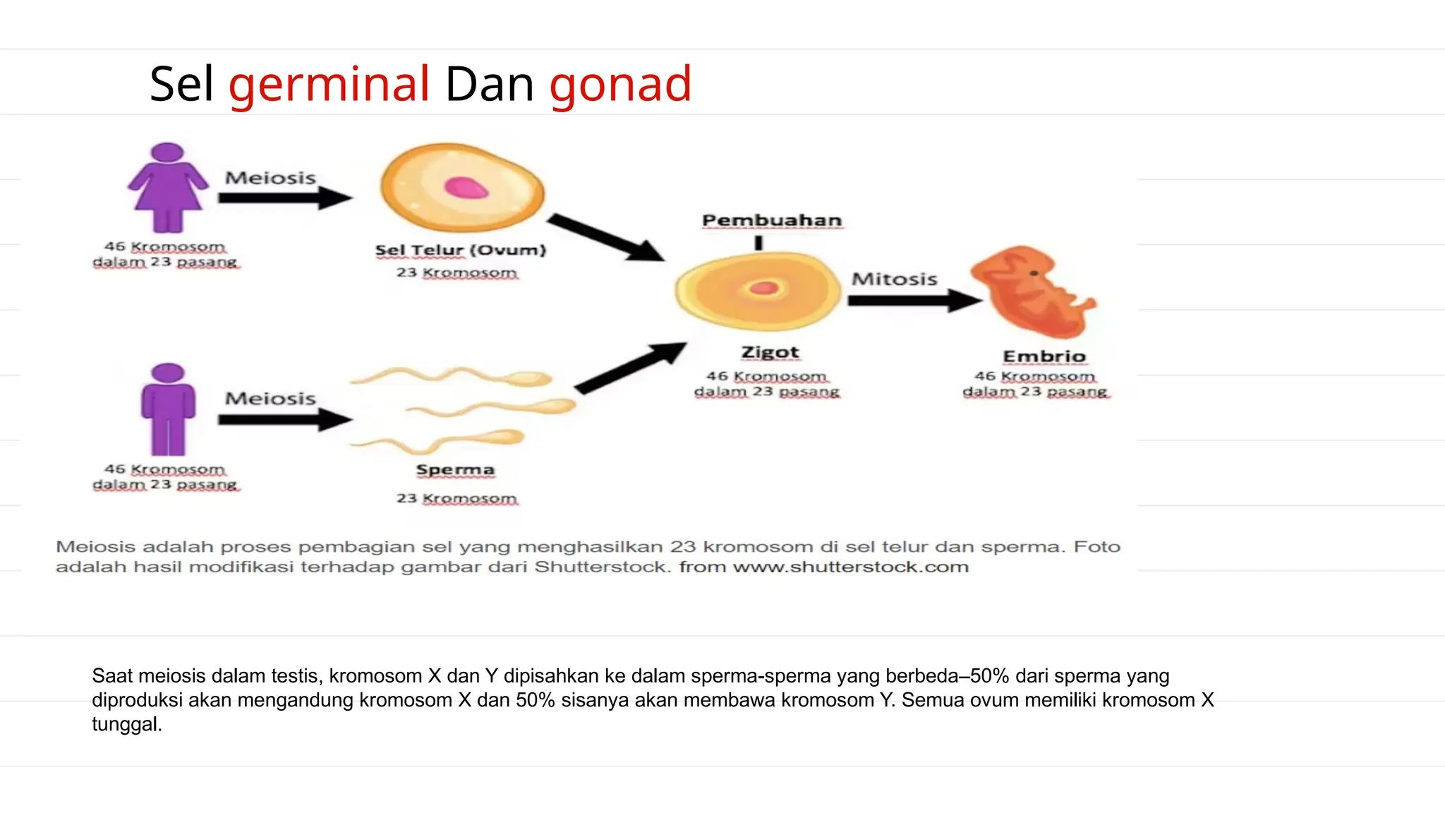 Materi Reproduksi (gematogenesis & spermatogenesis) | PPTX