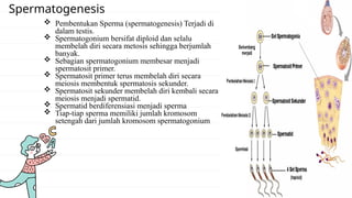 Materi Reproduksi (gematogenesis & spermatogenesis) | PPTX