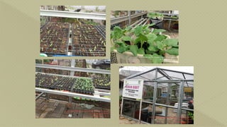 MATERI Rumah bibit sederhana pekarangan rumah | PPT