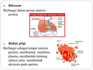 MATERI SEL, JARINGAN, ORGAN DAN SISTEM ORGAN MANUSIA - LUTFI.ppt