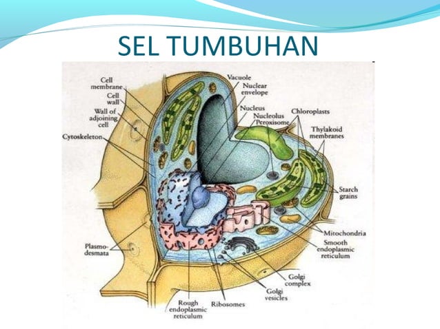 PPT SEL | PPT
