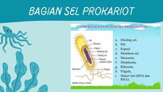 Materi Sel Prokariotik Eukariotik Pada Hewan dan Tumbuhan_Kelompok 2.pdf