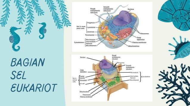 Materi Sel Prokariotik Eukariotik Pada Hewan dan Tumbuhan_Kelompok 2.pdf