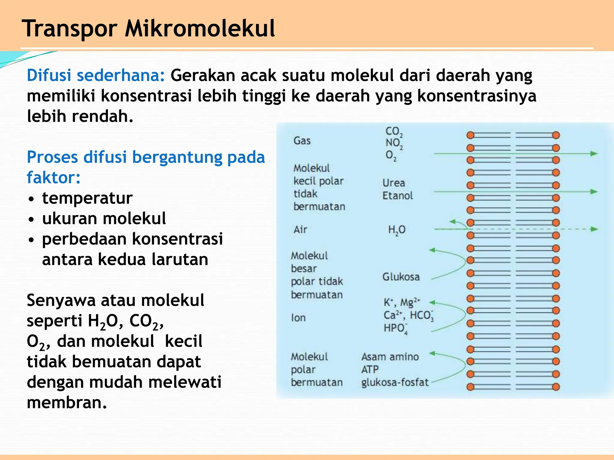 MATERI SEL XI- (1).ppt FASE F BIOLOGI MERDEKA | PPT