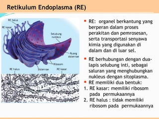 MATERI SEL XI- (1).ppt FASE F BIOLOGI MERDEKA | PPT