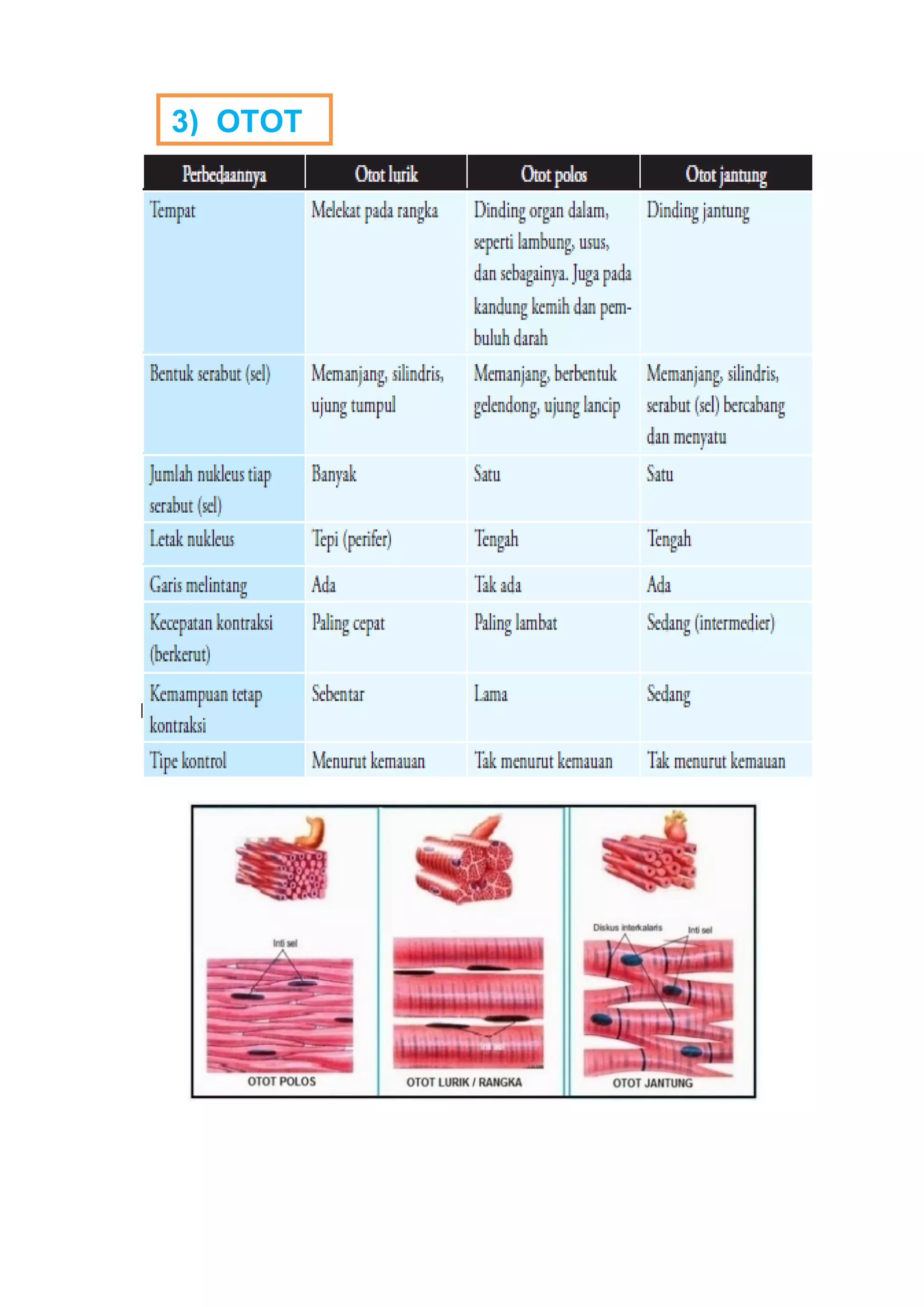 Materi sistem gerak manusia (tulang, sendi, otot) dikonversi (1) | PDF