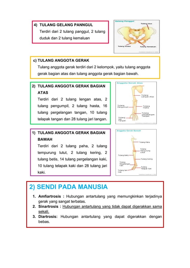 Materi sistem gerak manusia (tulang, sendi, otot) dikonversi (1) | PDF