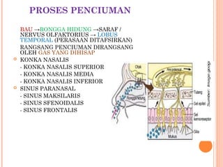 SISTEM PERSEPSI SENSORI ATAU PANCA INDRA | PPT