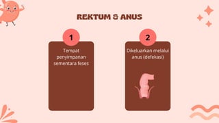 MATERI SISTEM PENCERNAAN MANUSIA SMA KELAS 11 | PDF