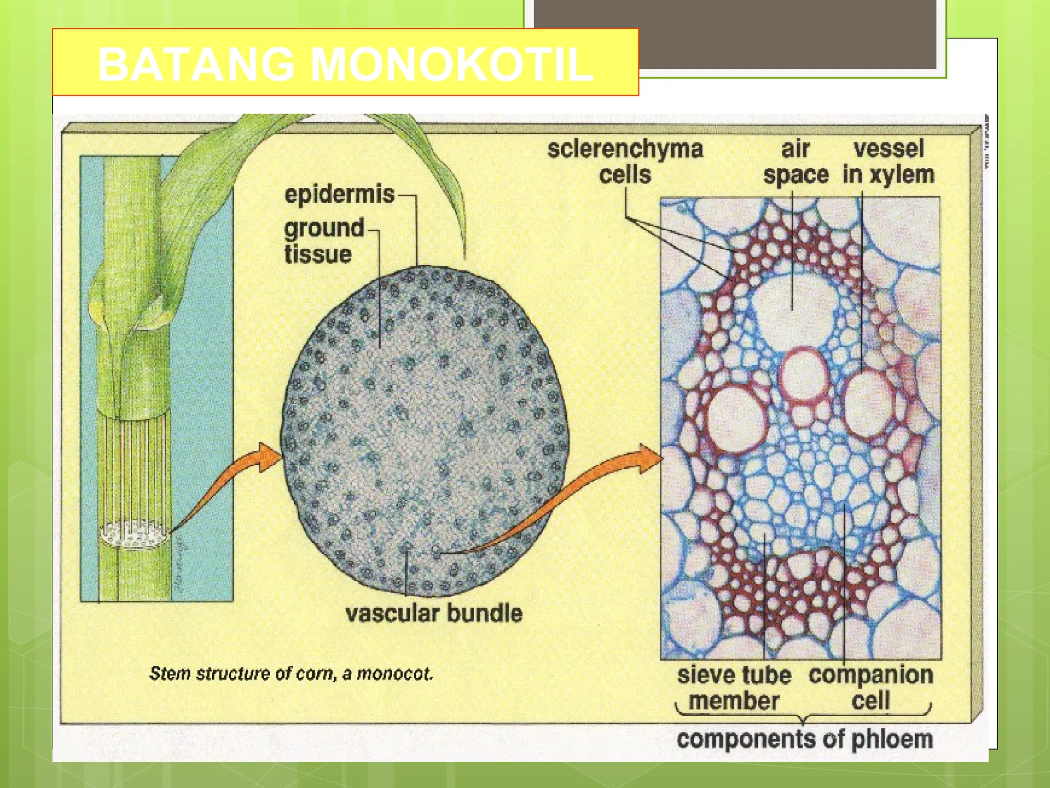 MATERI STRUKTUR DAN FUNGSI TUBUHAN.ppt.. | PPT