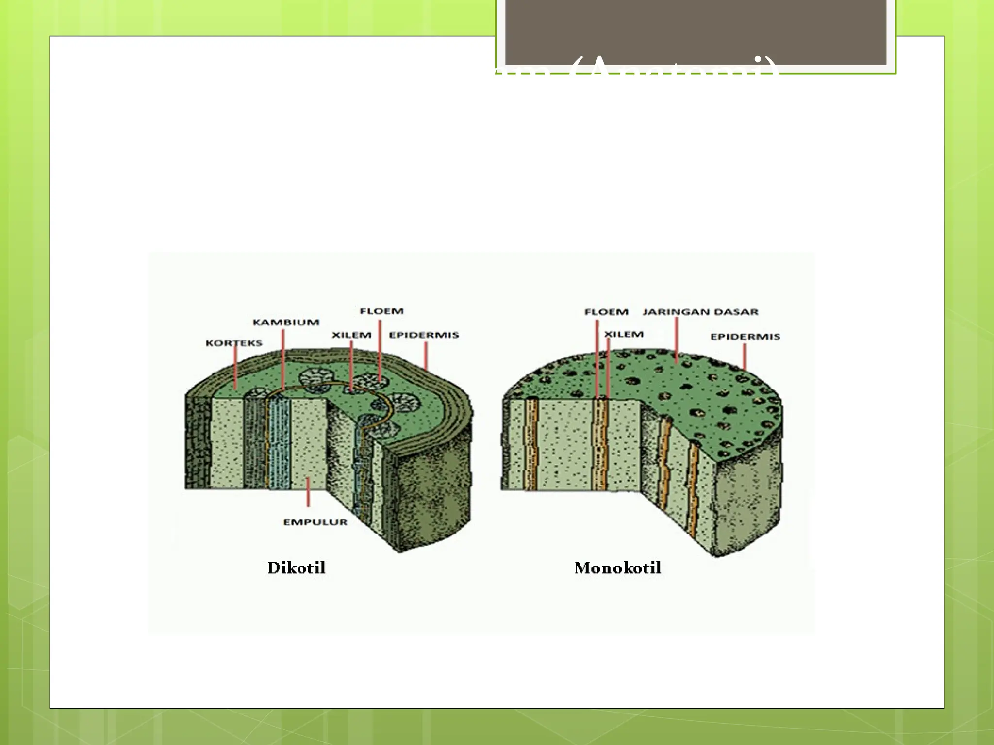 MATERI STRUKTUR DAN FUNGSI TUBUHAN.ppt.. | PPT