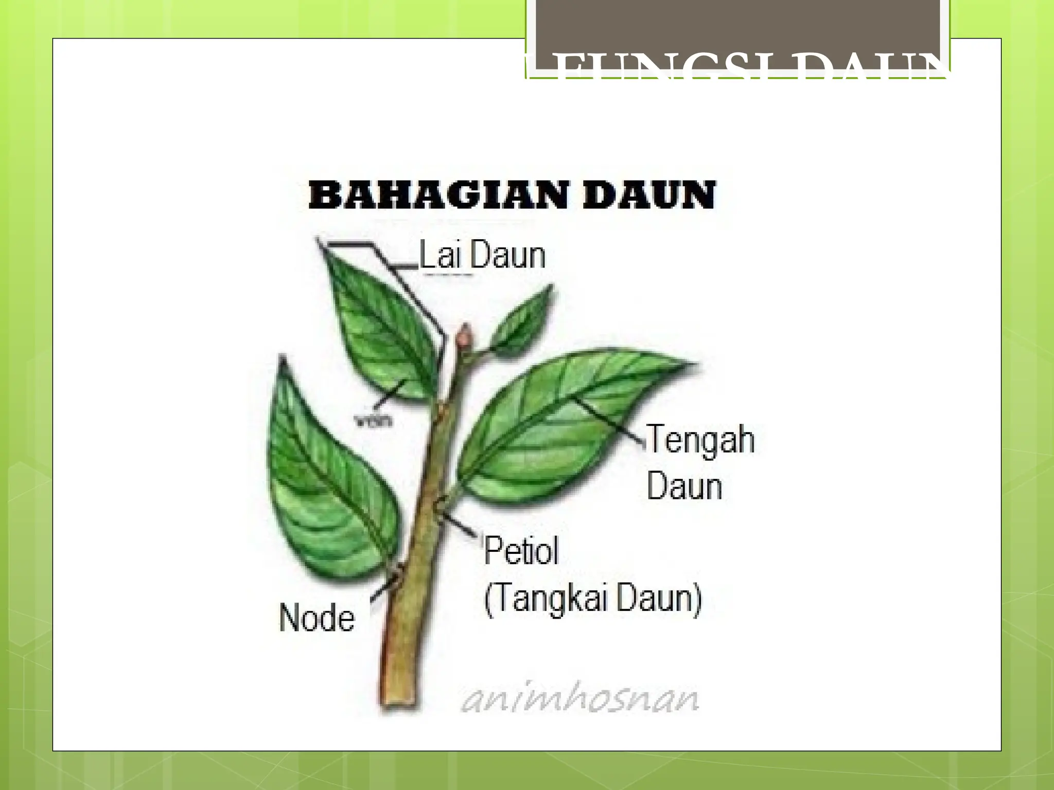 MATERI STRUKTUR DAN FUNGSI TUBUHAN.ppt.. | PPT