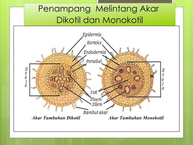 MATERI STRUKTUR DAN FUNGSI TUBUHAN.ppt.. | PPT