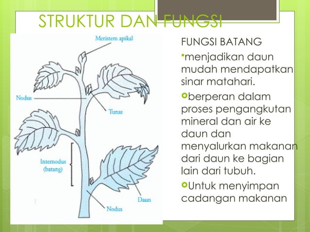 MATERI STRUKTUR DAN FUNGSI TUBUHAN.ppt.. | PPT