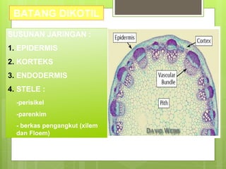 MATERI STRUKTUR DAN FUNGSI TUBUHAN.ppt.. | PPT