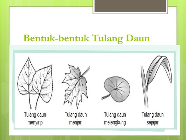 MATERI STRUKTUR DAN FUNGSI TUBUHAN.ppt.. | PPT