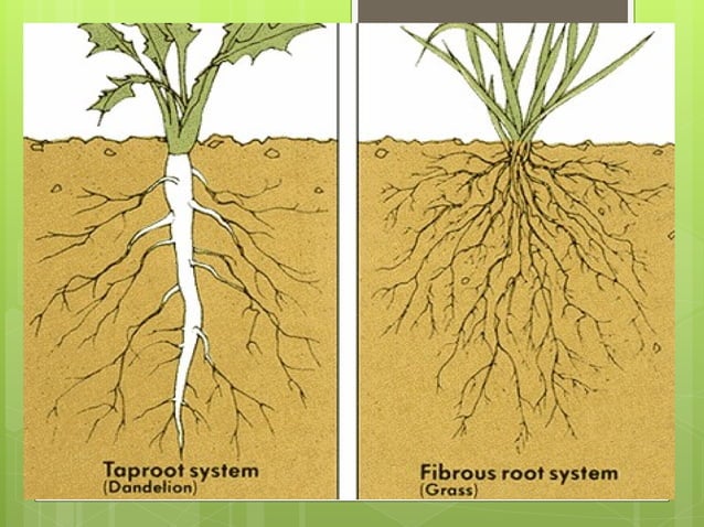MATERI STRUKTUR DAN FUNGSI TUBUHAN.ppt.. | PPT