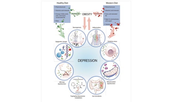 Diet and Depression : Exploring the biological mechanism .pdf