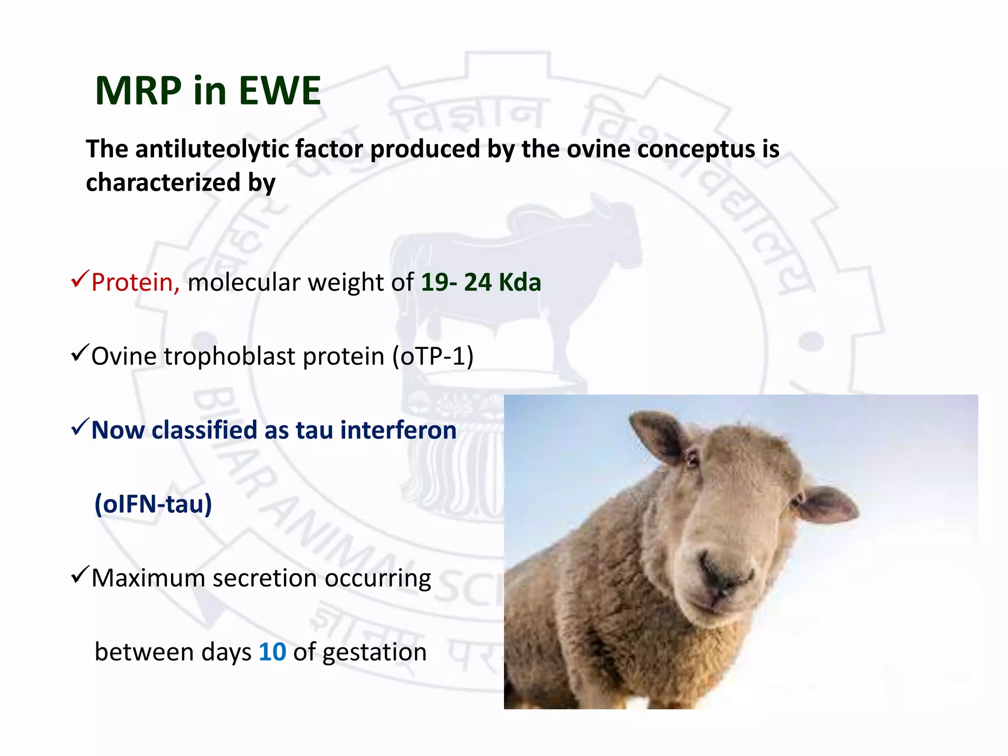 Maternal-recognition-of-pregnancy.pptx