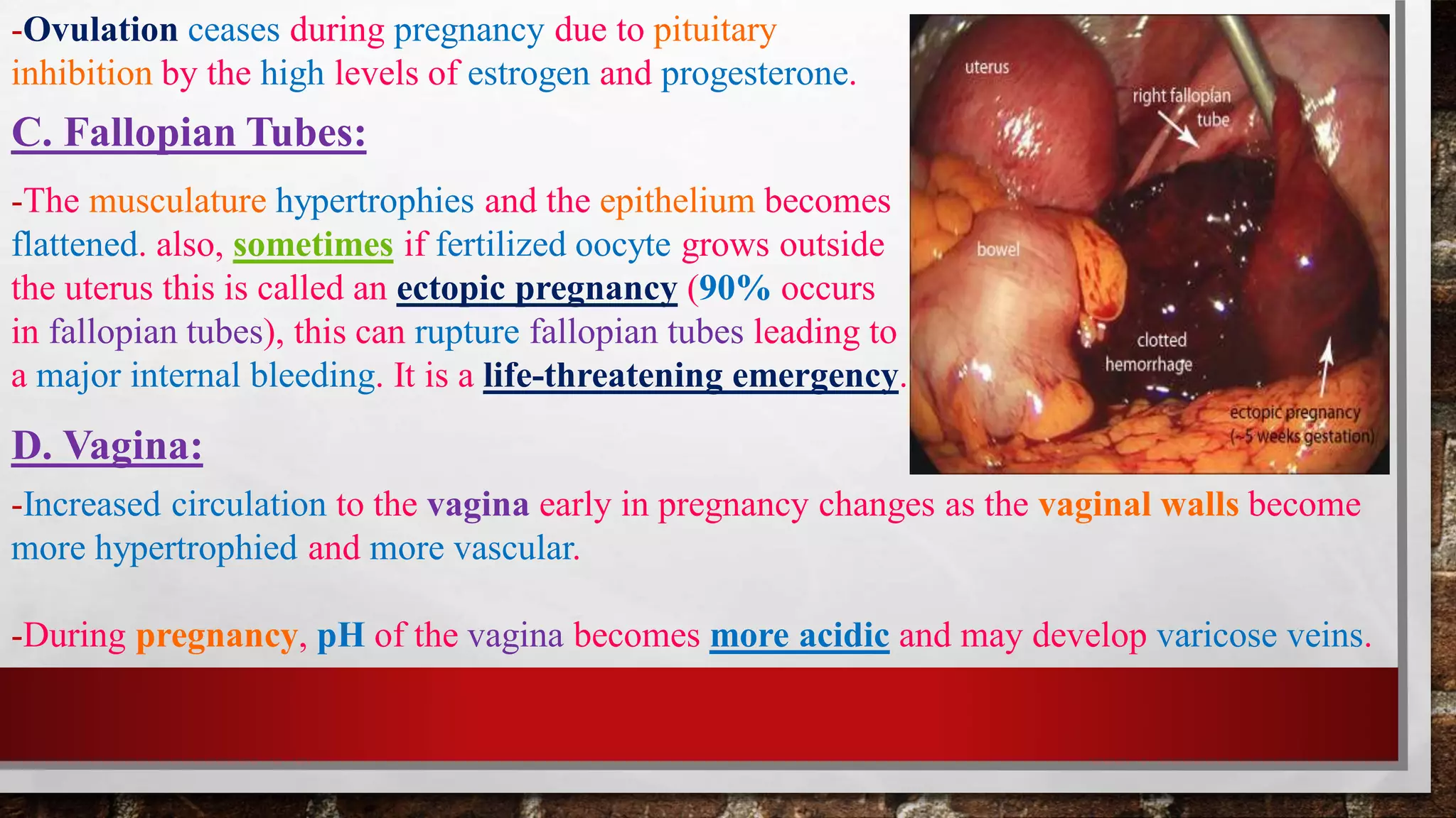 Maternal anatomical, physiological and biomechanical changes during pregnancy | PDF