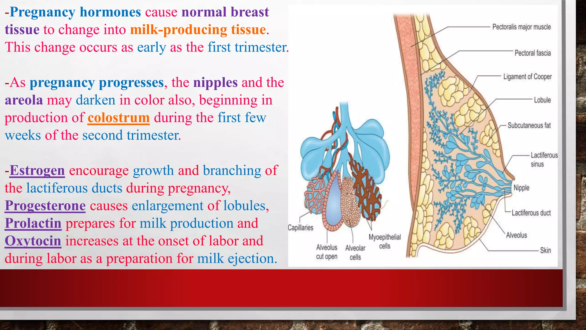Maternal anatomical, physiological and biomechanical changes during pregnancy | PDF