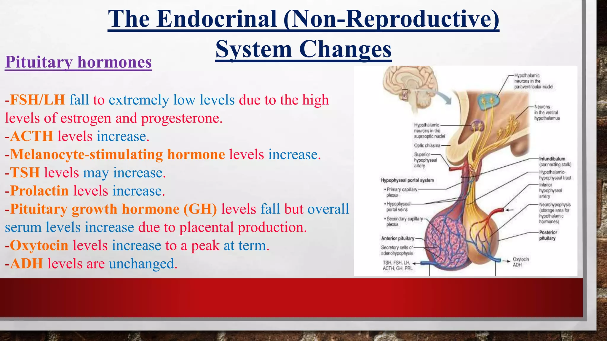 Maternal anatomical, physiological and biomechanical changes during pregnancy | PDF