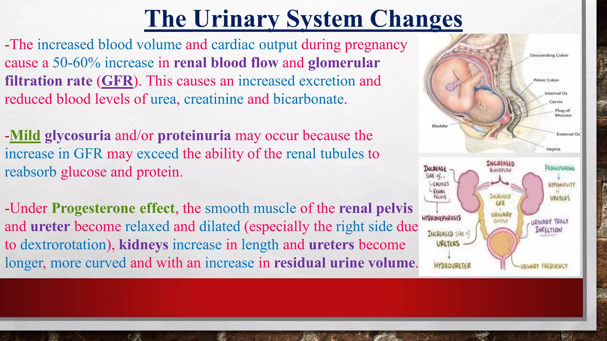 Maternal anatomical, physiological and biomechanical changes during pregnancy | PDF